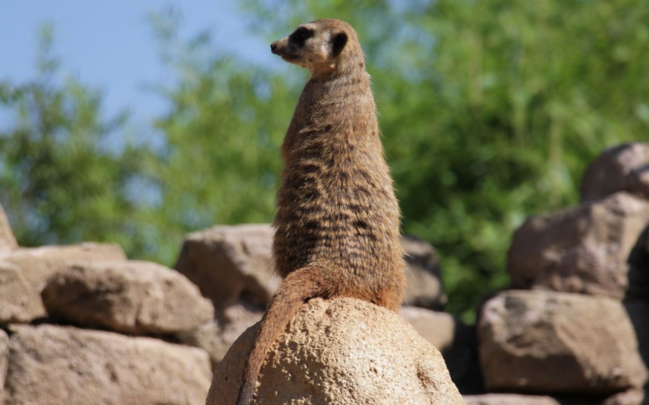 Italy Zoo ZOOM Turin Zoo And Amusement Park In Italy Italia.it