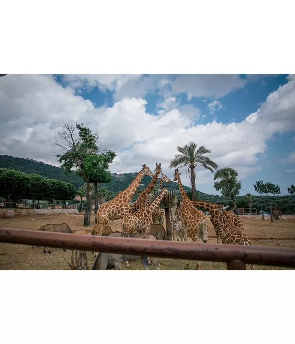 Zoo Safari Bari Contatti Ryanair Animali ZooSafari